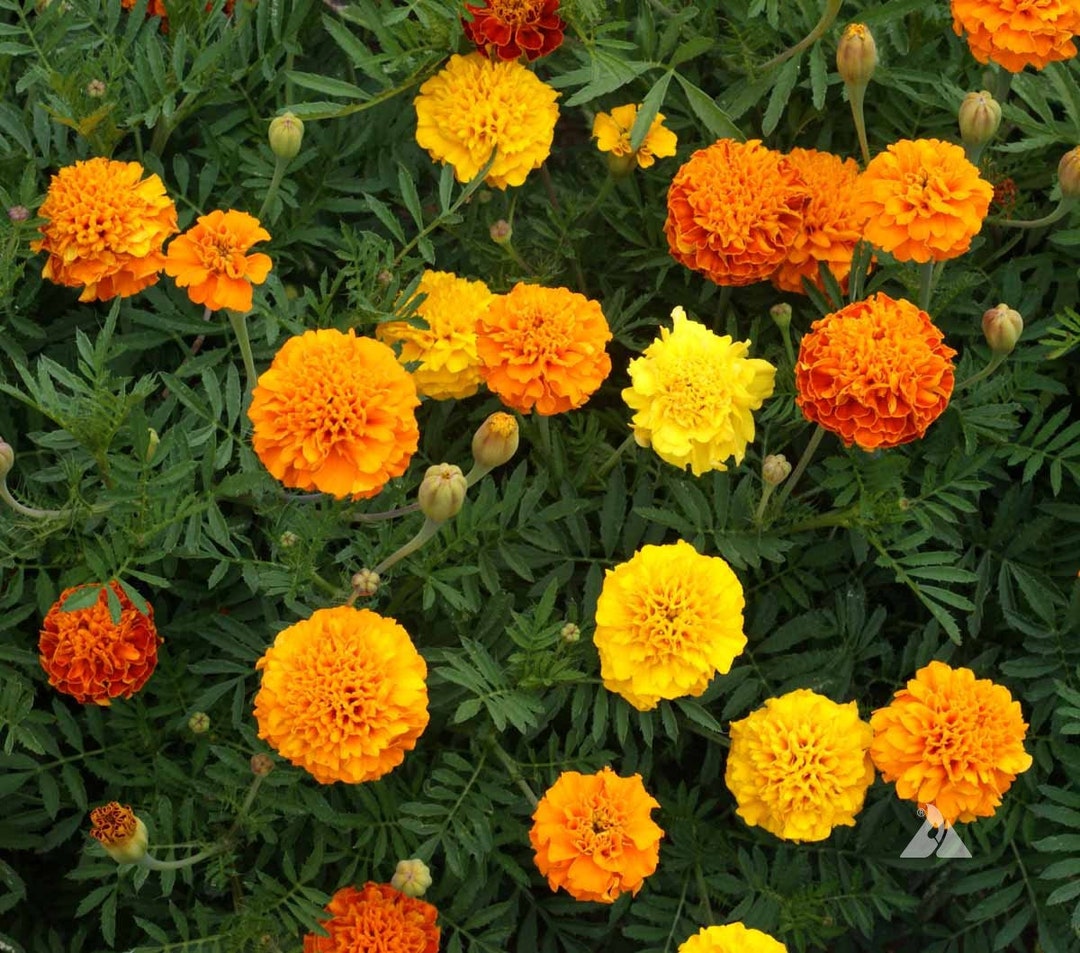 200 Dwarf French Marigold Flower Seeds - Etsy