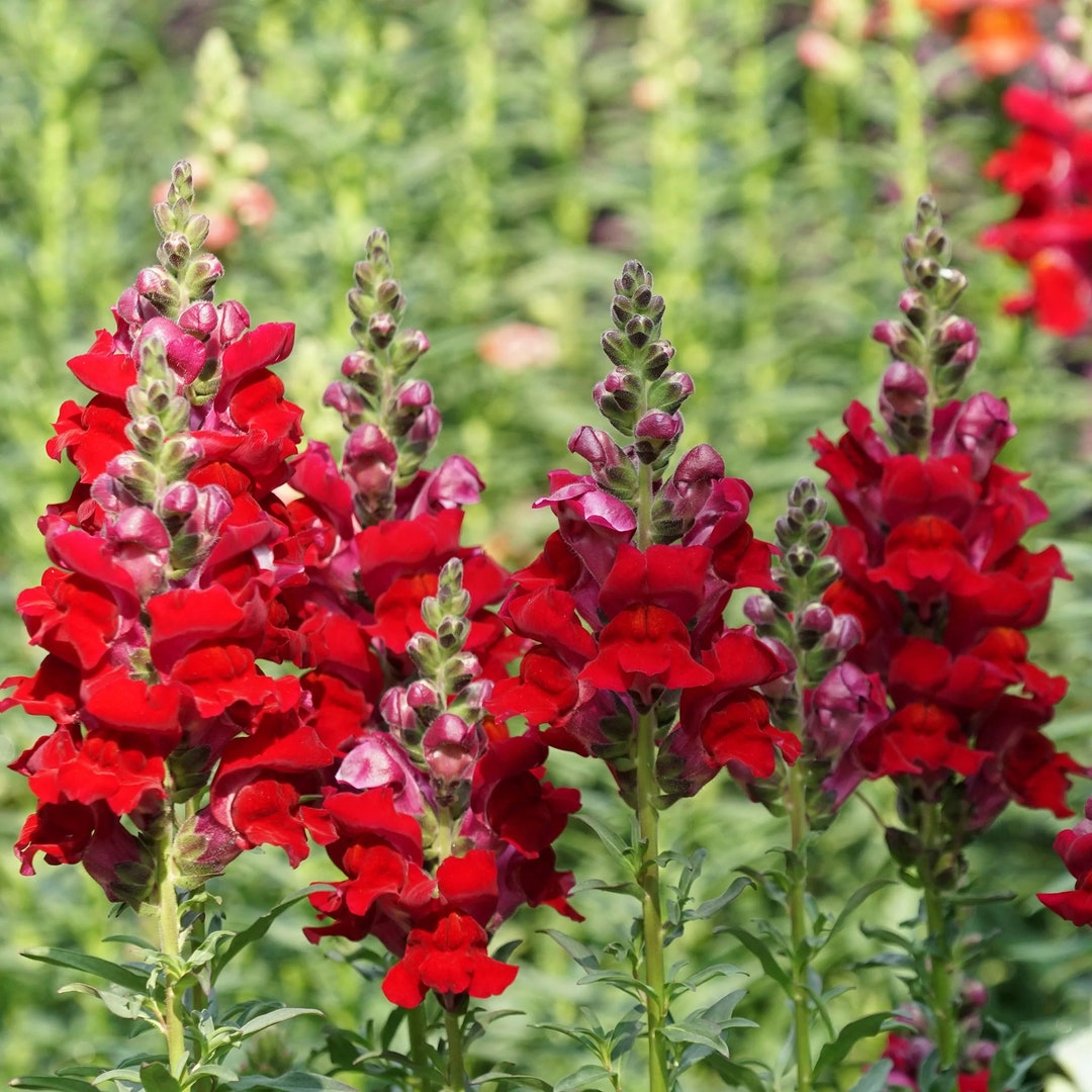 100 Rocket Red Snapdragon Flower Seeds - Etsy