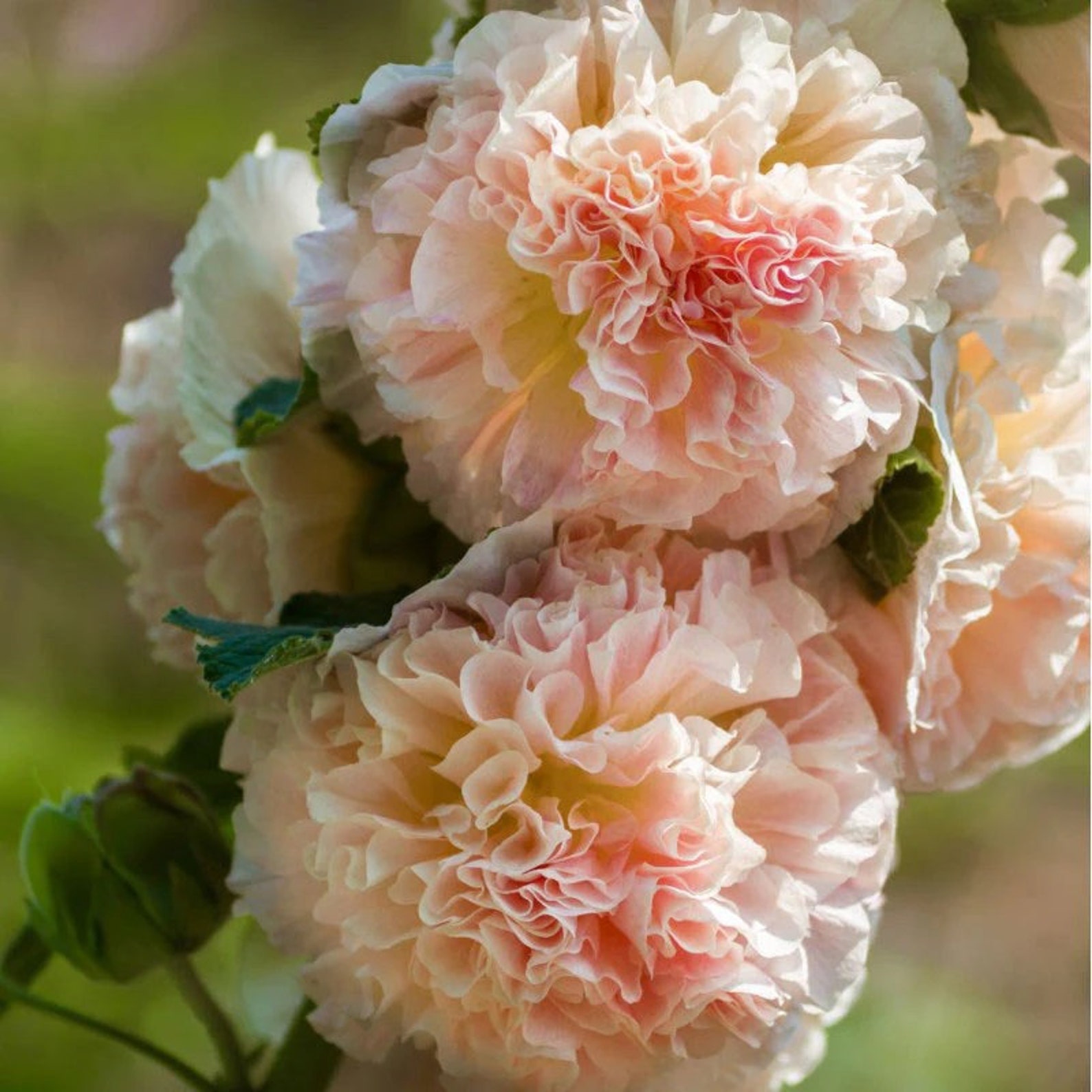 25 Majorette Blush Dwarf Hollyhock Flower Seeds - Etsy