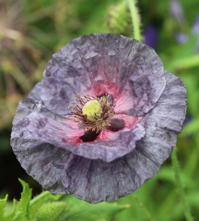 100 Amazing Grey Poppy Flower Seeds - Etsy