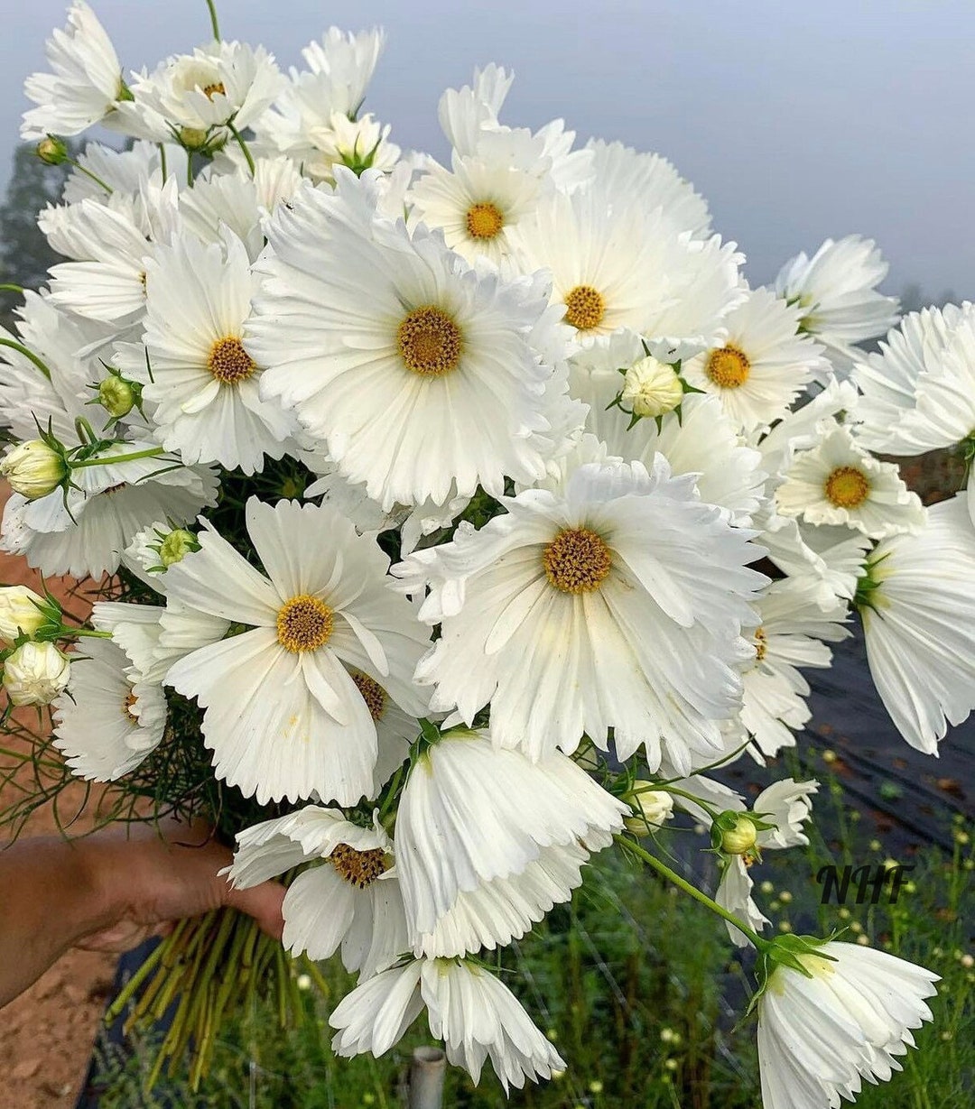 50 Fizzy White Cosmos Flower Seeds - Etsy