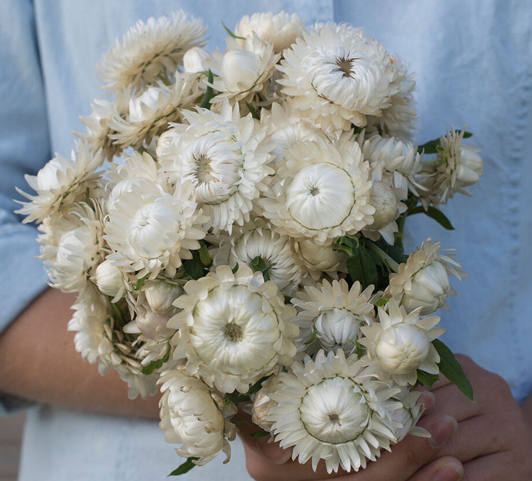 200 Vintage White Strawflower Flower Seeds - Etsy