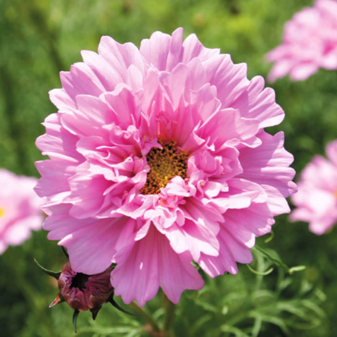 50 Double Dutch Rose Cosmos Flower Seeds - Etsy