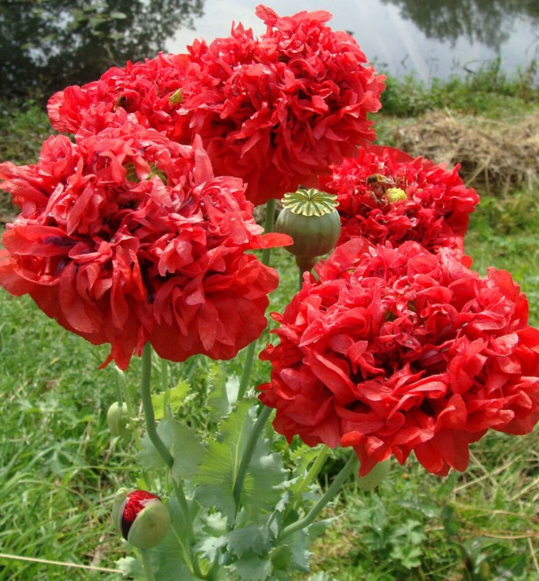 500 Red Double Peony Poppy Flower Seeds - Etsy