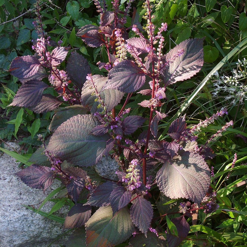 Coleus Seeds - Etsy
