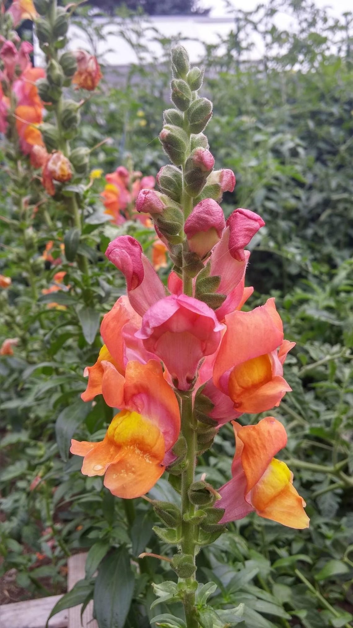 100 Rocket Bronze Snapdragon Flower Seeds - Etsy