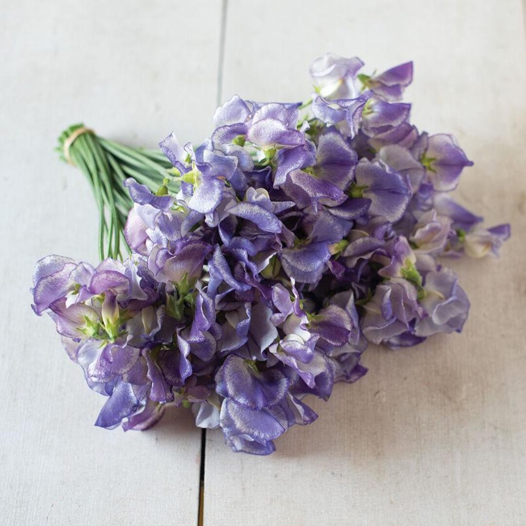 20 Blue Ripple Sweet Pea Flower Seeds - Etsy