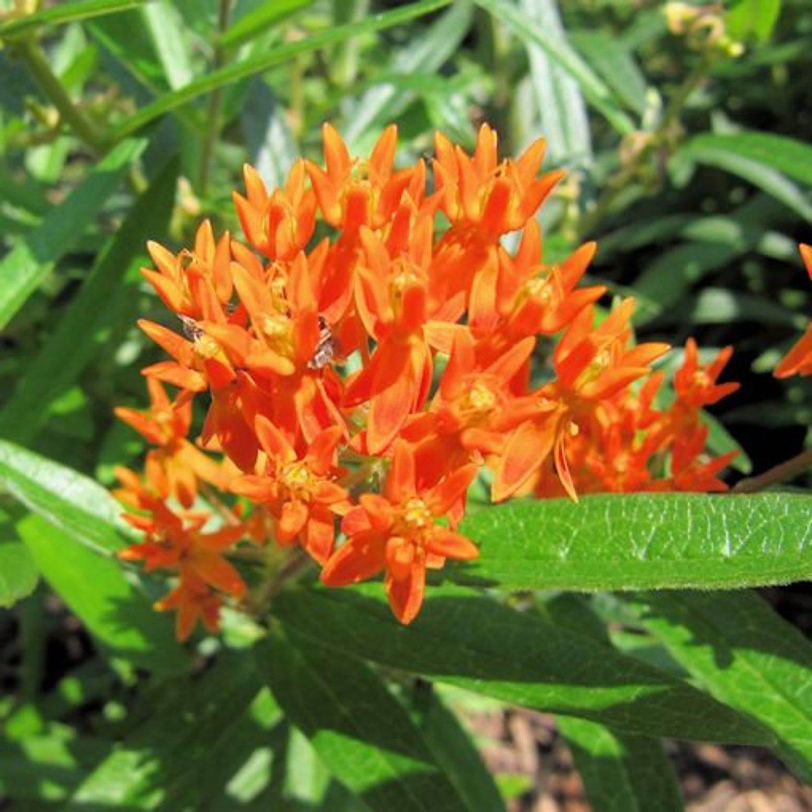 50 Orange Butterfly Weed Flower Seeds - Etsy 日本