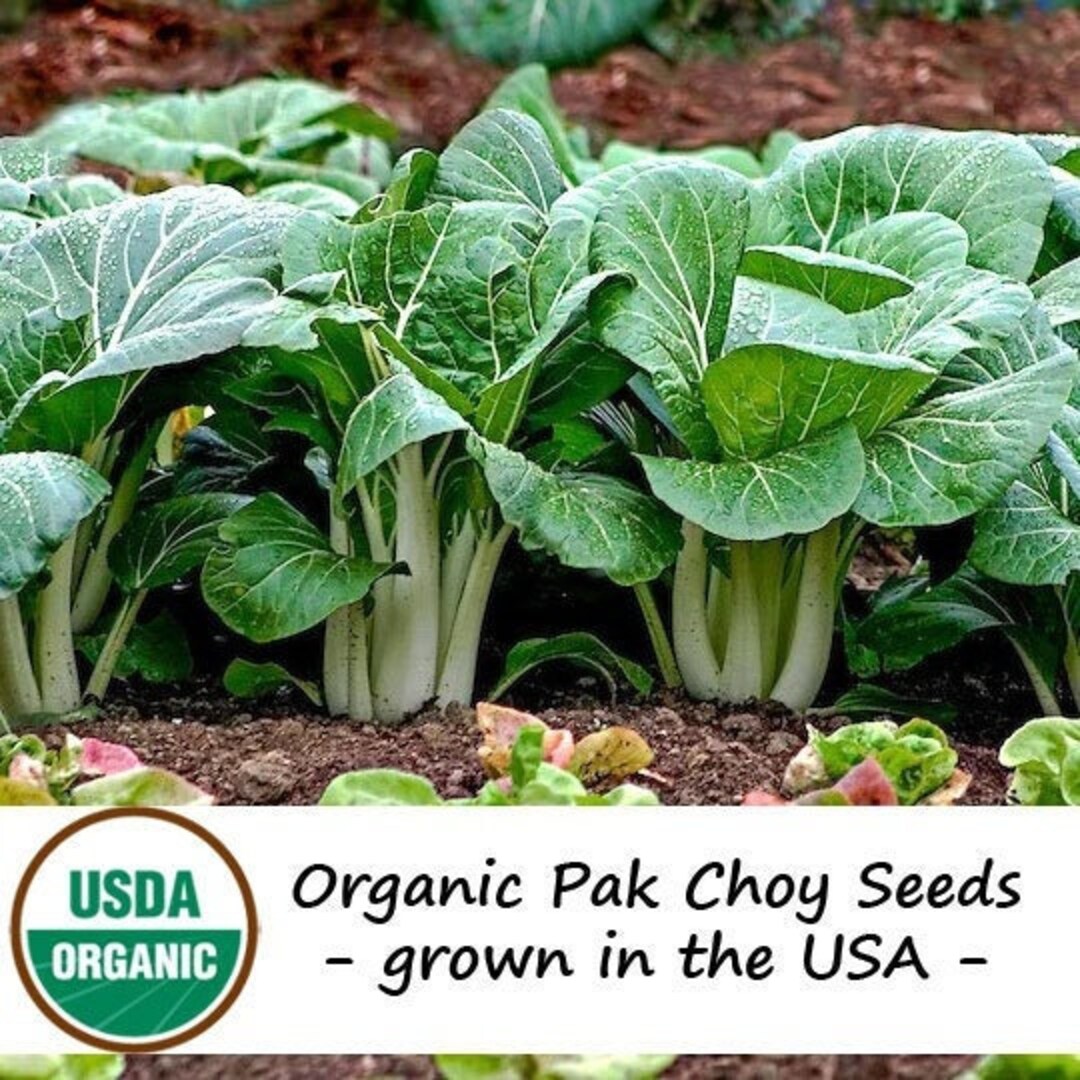 100 Organic White Stem Pak Choy / Bok Choy Vegetable Seeds - Etsy