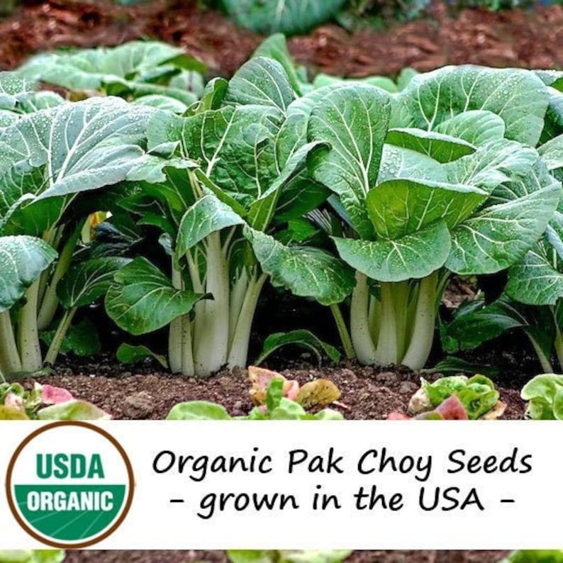 100 Organic White Stem Pak Choy / Bok Choy Vegetable Seeds - Etsy