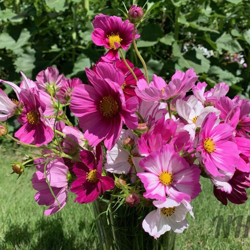 300 Radiance Cosmos Flower Seeds - Etsy