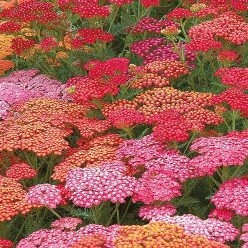 50 Summer Berries Dark Mix Yarrow Flower Seeds - Etsy