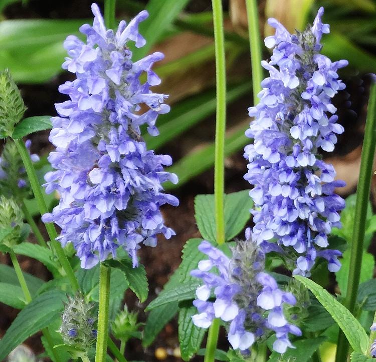 25 Blue Moon Catmint Flower Seeds - Etsy