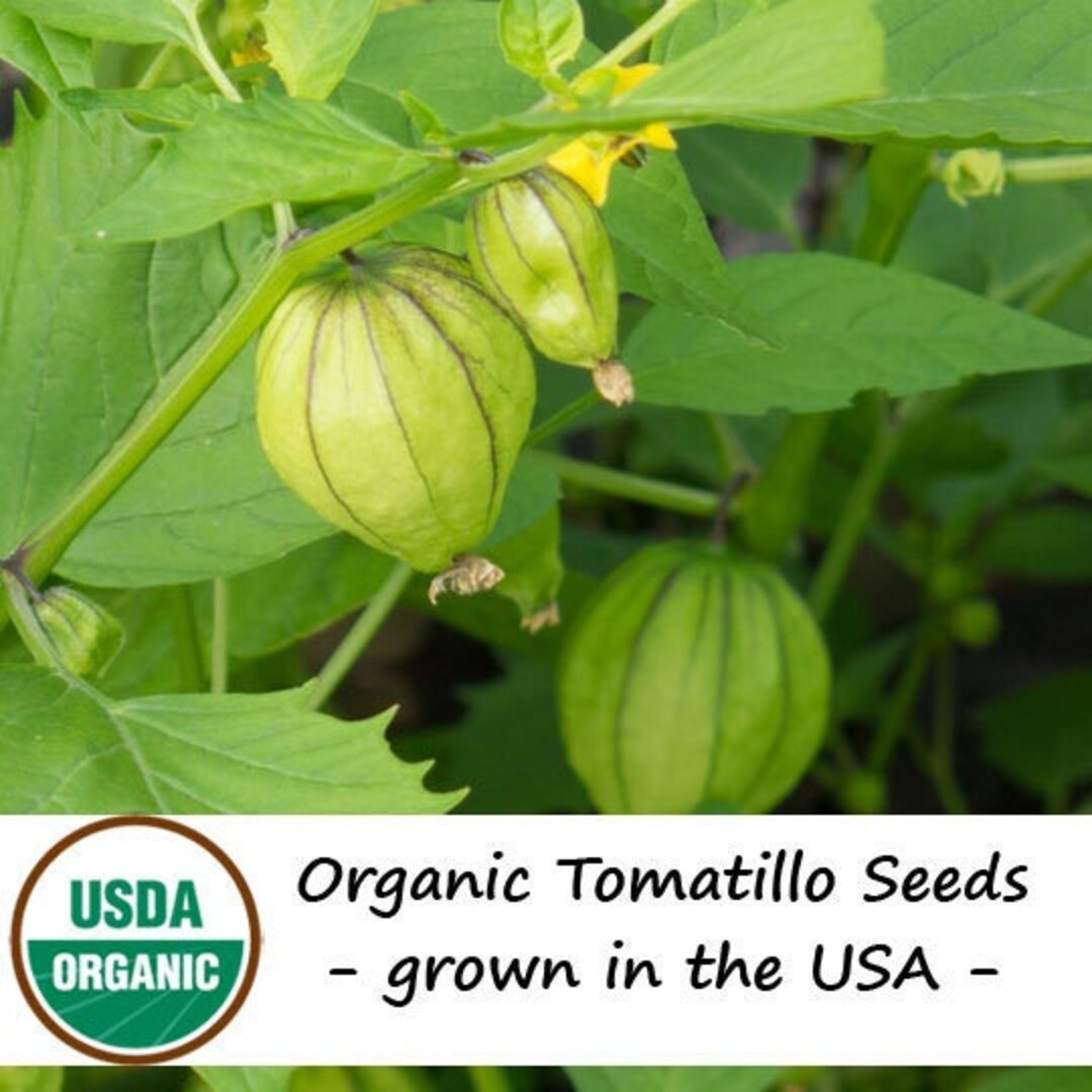 20 Organic Green Tomatillo Vegetable Seeds - Etsy