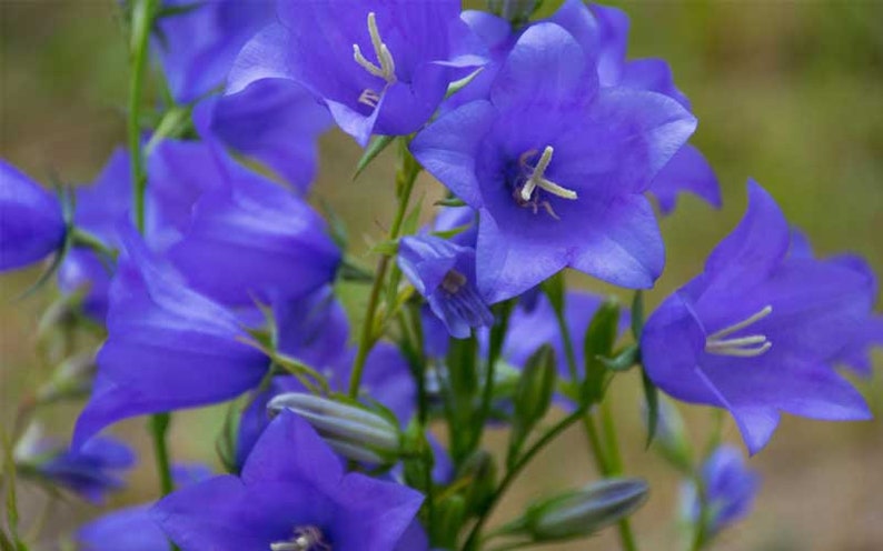 300 Blue Bell Flower Seeds - Etsy