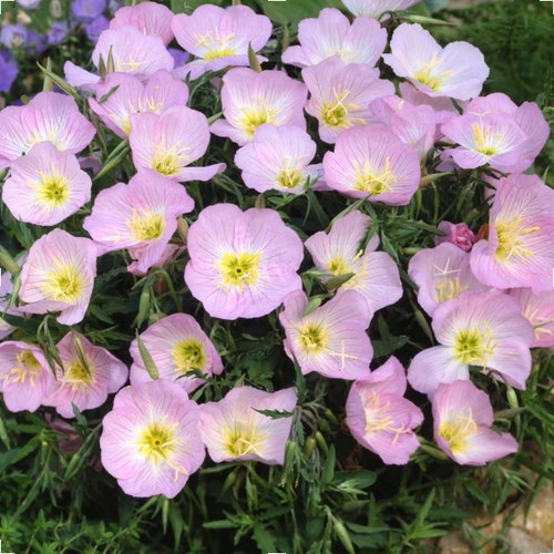 Evening Primrose Flower Seeds oenothera Missouriensis - Etsy