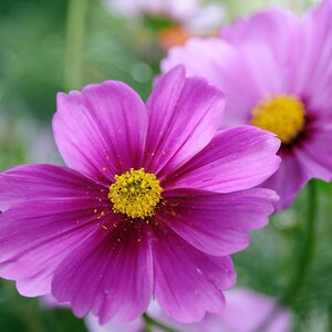 300 Radiance Cosmos Flower Seeds - Etsy