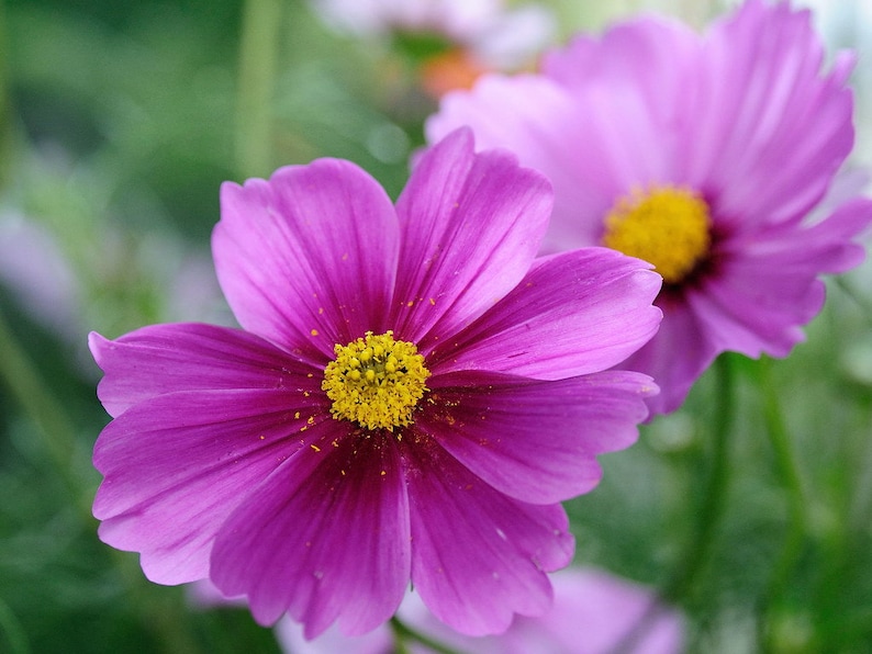 300 Radiance Cosmos Flower Seeds - Etsy