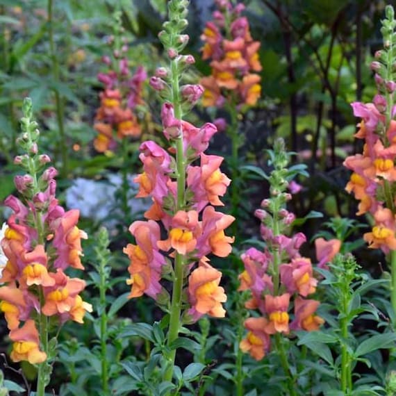 100 Rocket Bronze Snapdragon Flower Seeds - Etsy