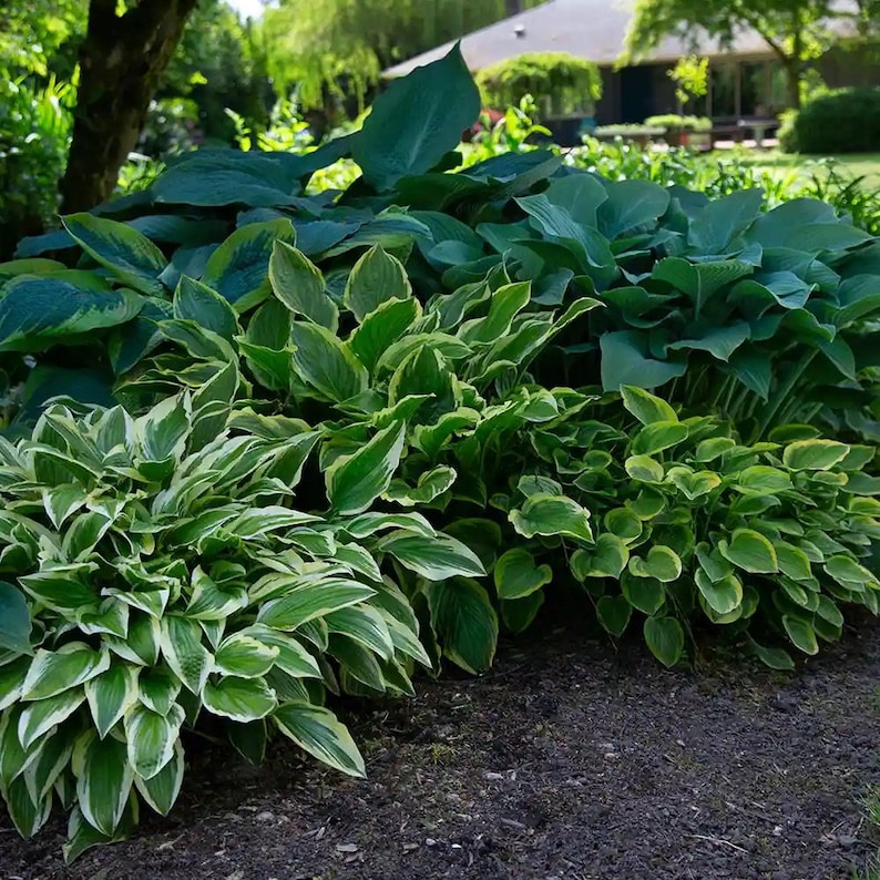 10 Hosta Mixed Variety Seeds - Etsy