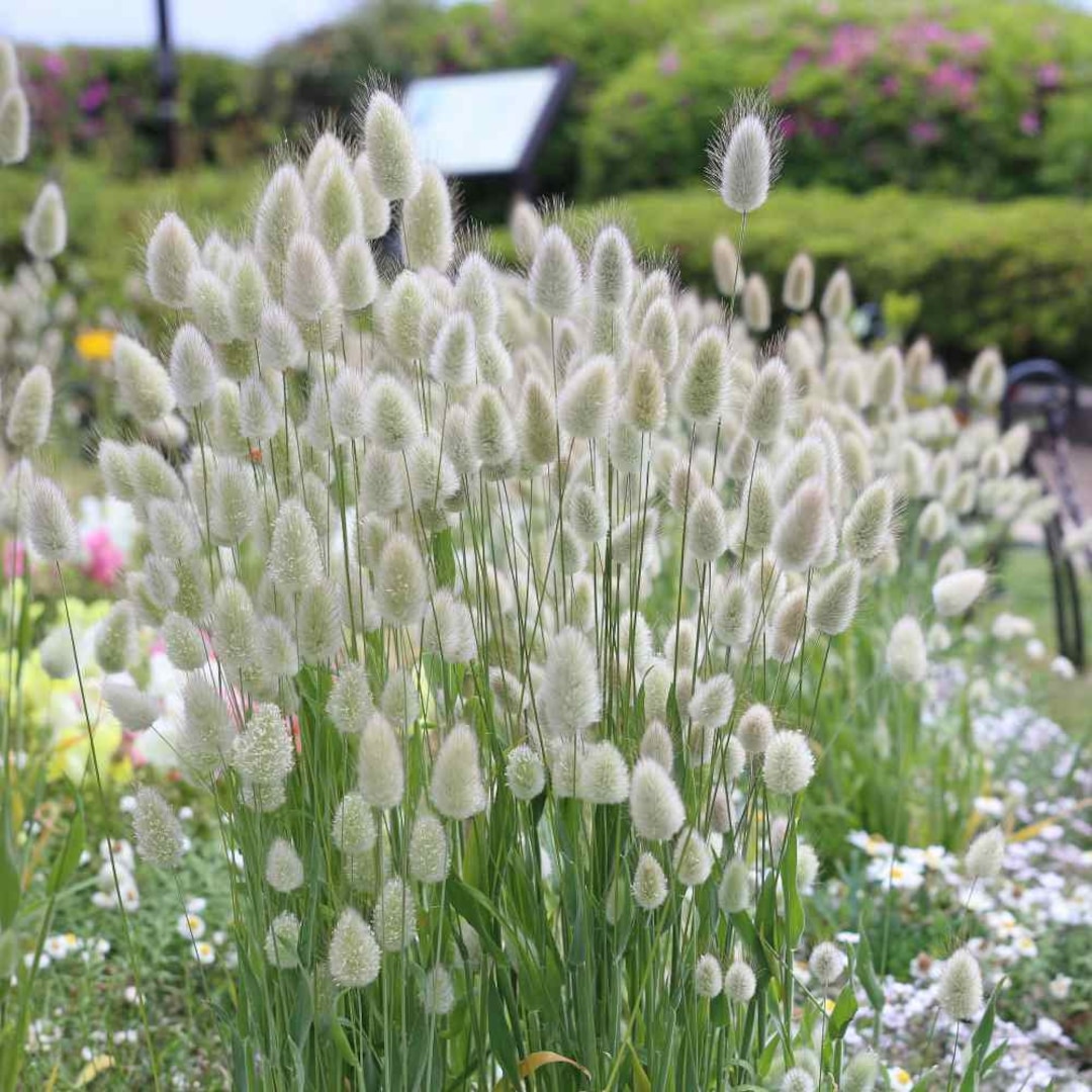 50 Bunny Tails Flower Seeds - Etsy