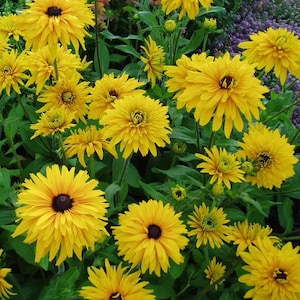 100 Double Golden Rudbeckia Flower Seeds - Etsy