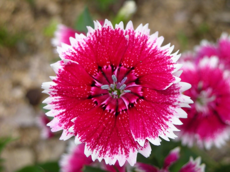 500 Chinese Pinks Dianthus Flower Seeds - Etsy