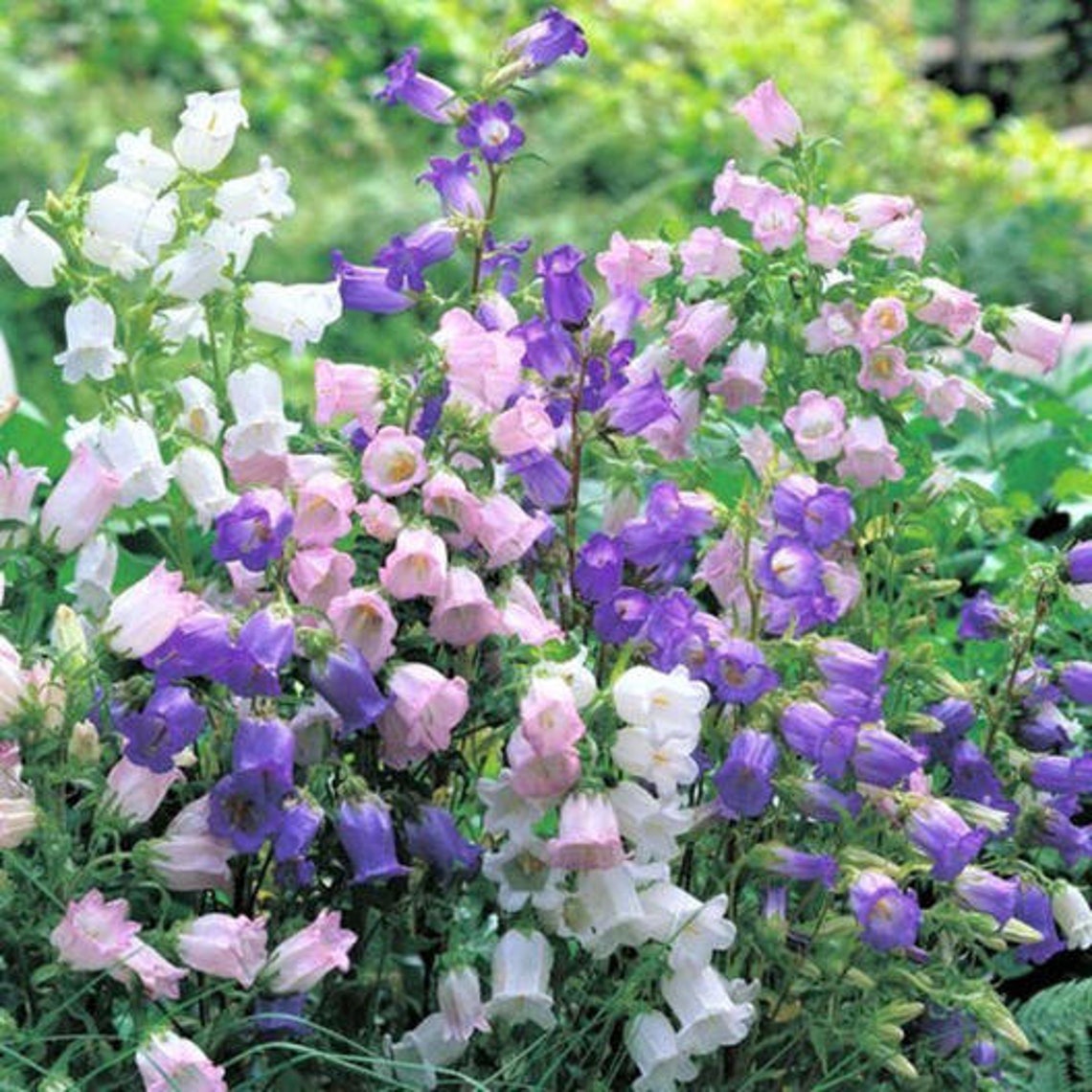 300 Cup and Saucer Bell Flower Seeds - Etsy