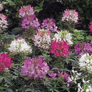 300 Cleome Queen Mixed Color Flower Seeds - Etsy