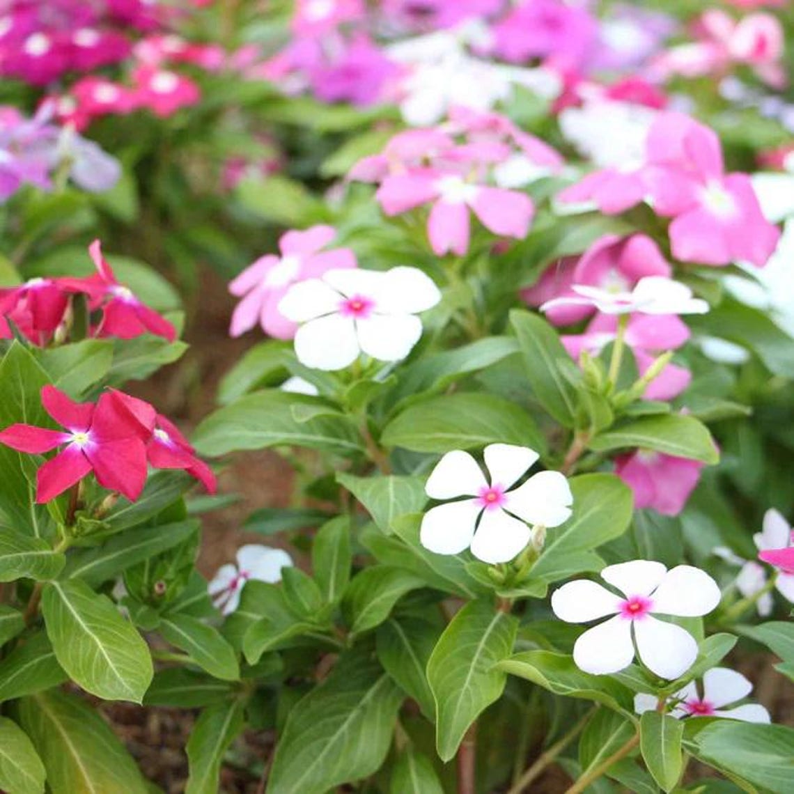 100 Vinca Mixed Color Flower Seeds - Etsy