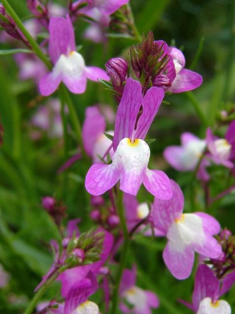 2000 Spurred Snapdragon Flower Seeds - Etsy