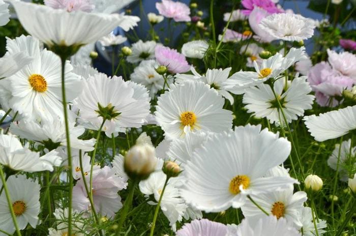 50 Cupcakes Mix Cosmos Flower Seeds - Etsy