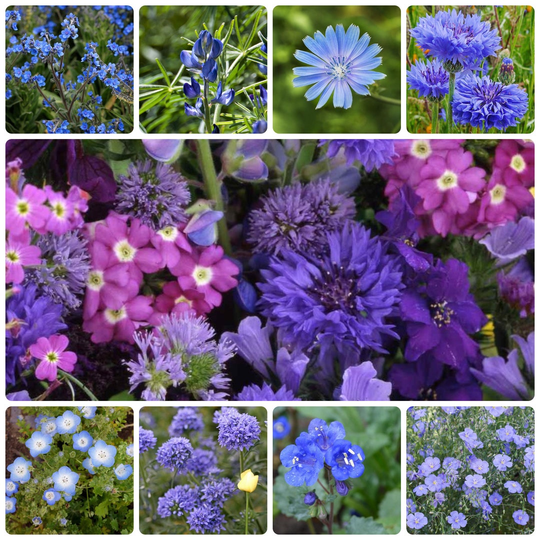 1000 Blue Flower Seed Mix - Etsy