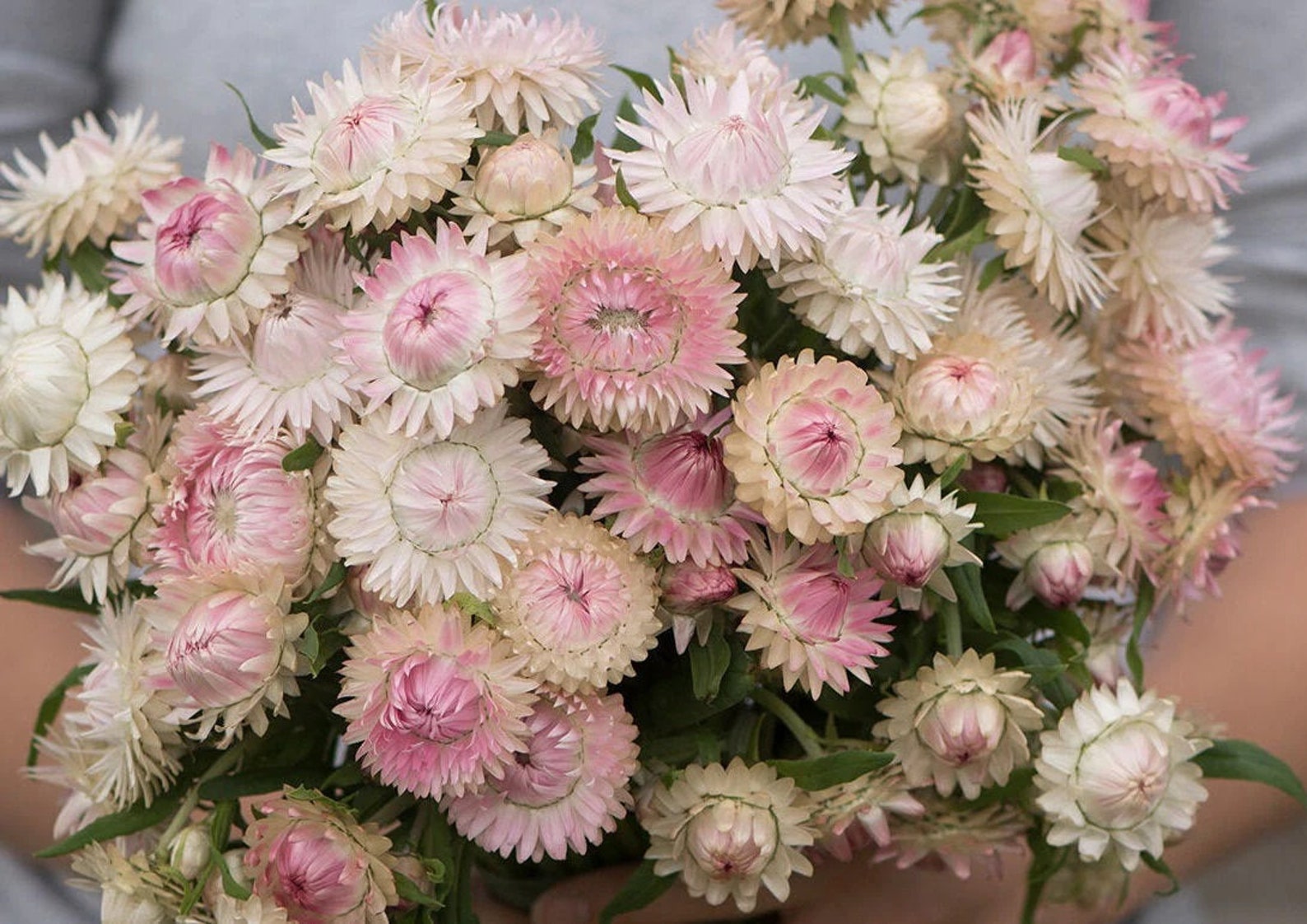 100 blushing Bride Silver Rose Strawflower Seeds - Etsy