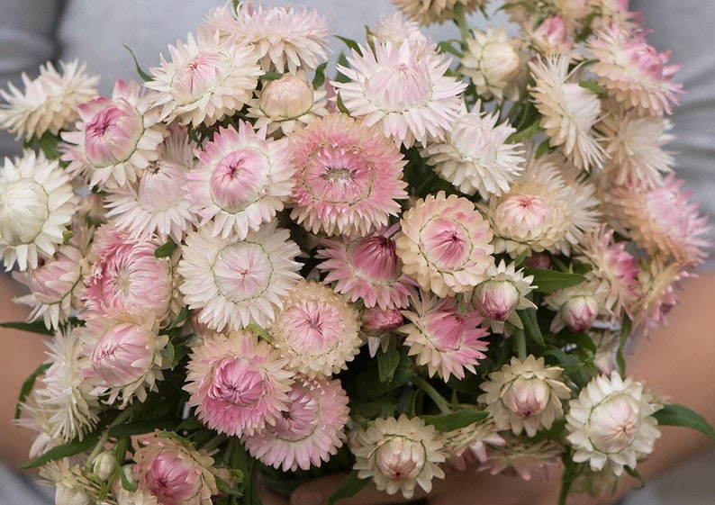 100 blushing Bride Silver Rose Strawflower Seeds - Etsy