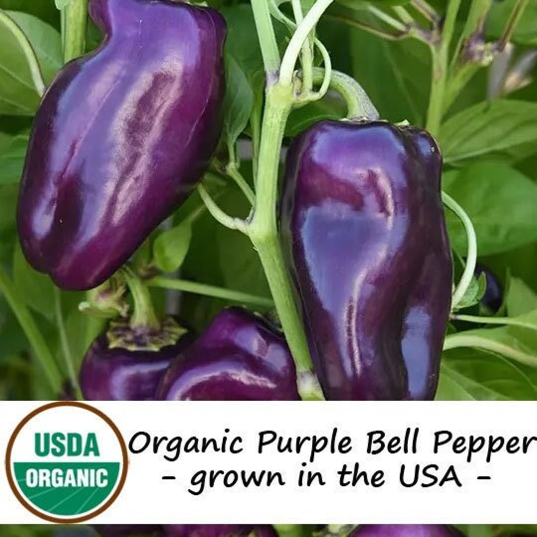 20 Organic Purple Beauty Bell Pepper Vegetable Seeds - Etsy