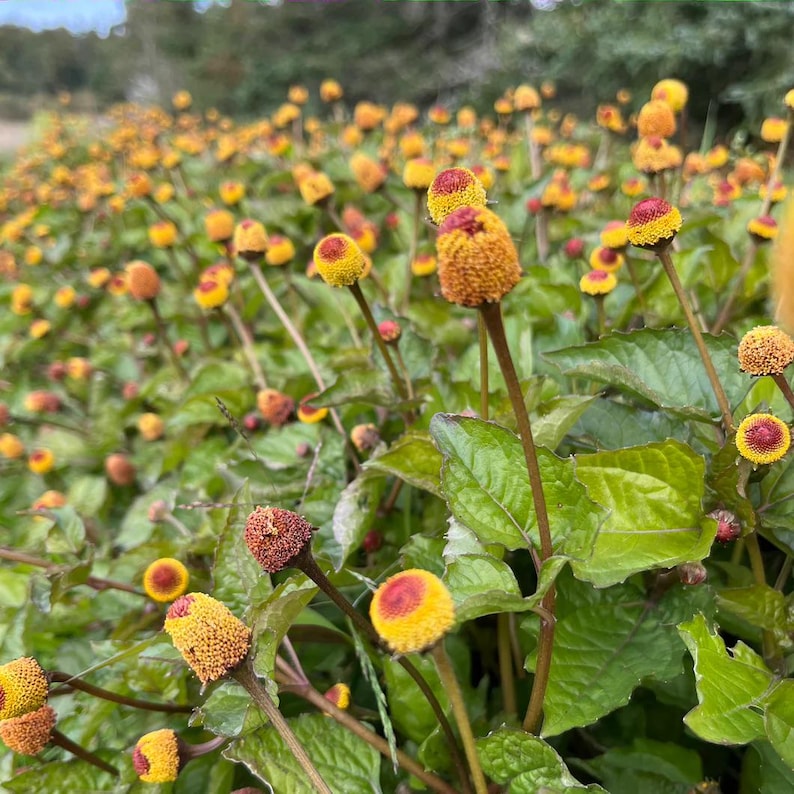 100 Toothache Plant Flower Seeds - Etsy