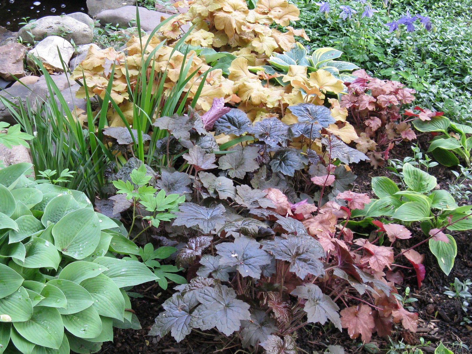50 Coral Bells Hybrid Mixed Flower Seeds / Hybrid Mixed Heuchera Flower ...