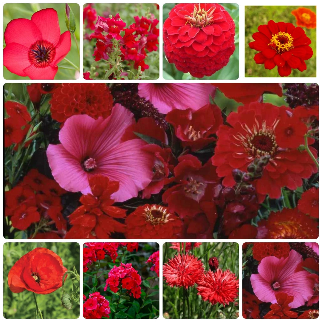 1000 Red Flower Seed Mix - Etsy
