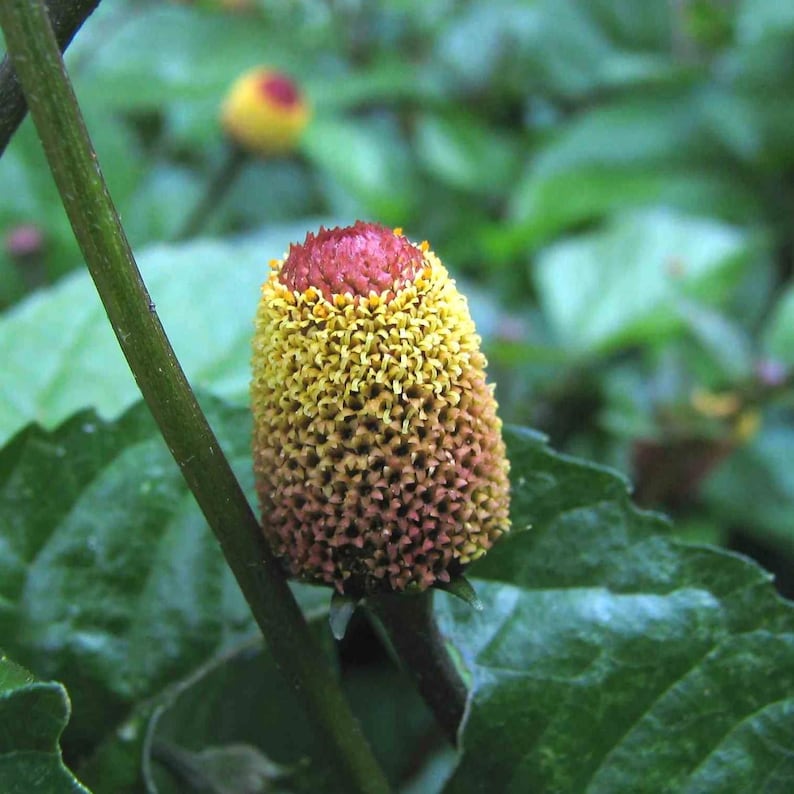 100 Toothache Plant Flower Seeds - Etsy