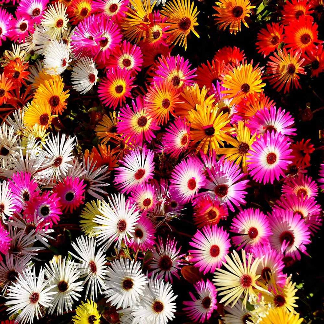 500 Ice Plant Mixed Color Flower Seeds - Etsy