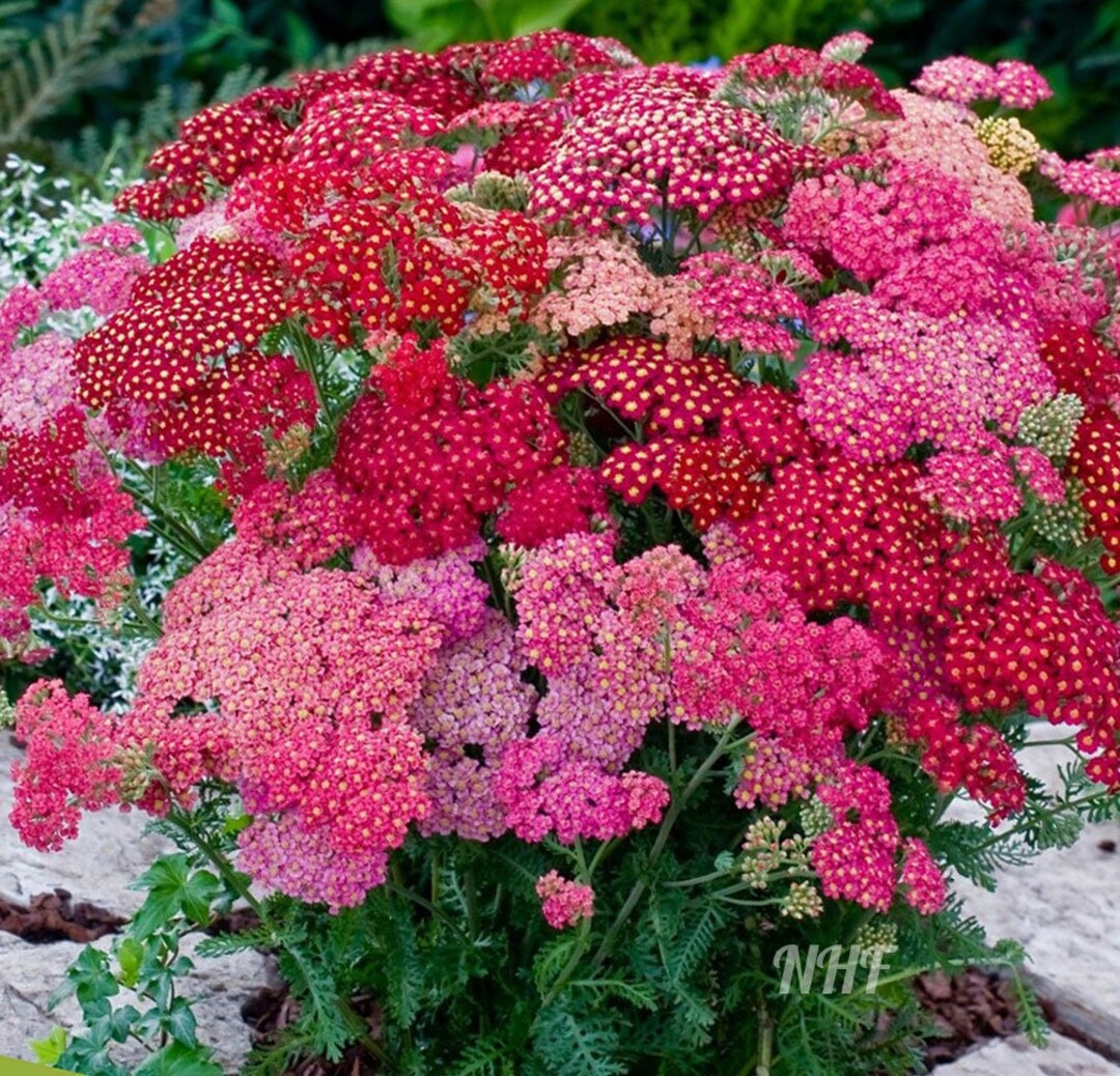 50 Summer Berries Dark Mix Yarrow Flower Seeds - Etsy