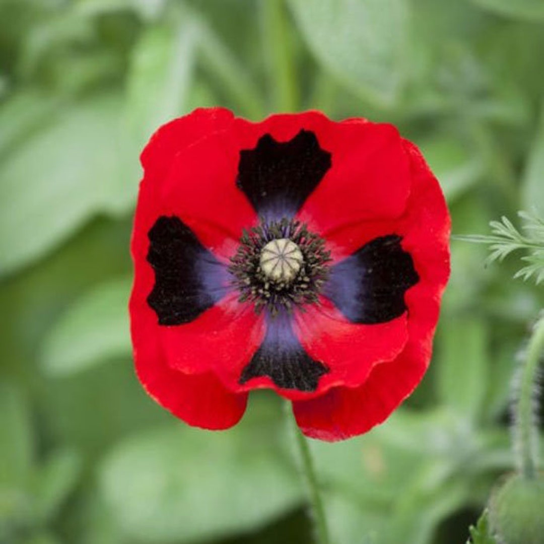 100 Lady Bird Poppy Flower Seeds - Etsy