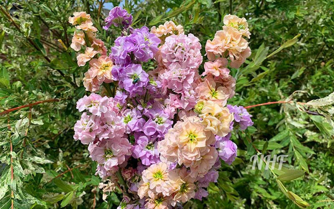 100 Pastel Mix Stock Flower Seeds - Etsy