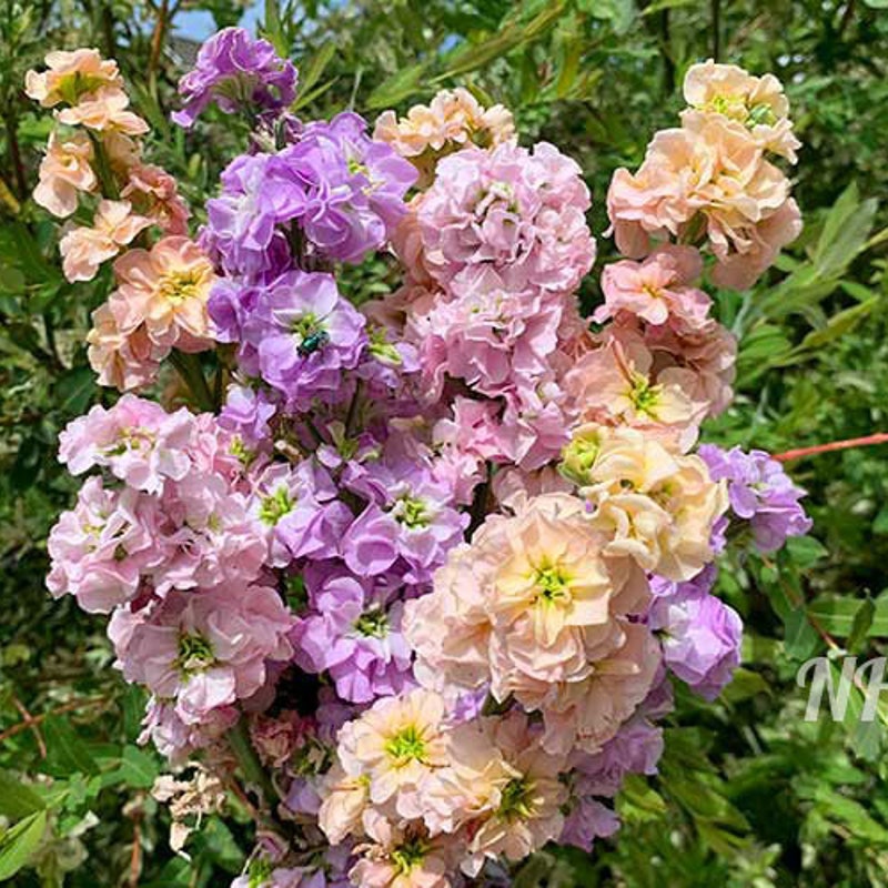 Garden Stock Flower Seeds - Etsy