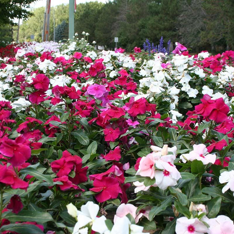 100 Vinca Mixed Color Flower Seeds - Etsy