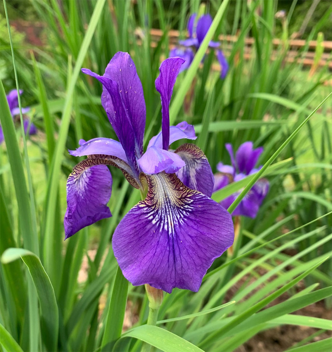 50 Wild Purple Iris Flower Seeds - Etsy