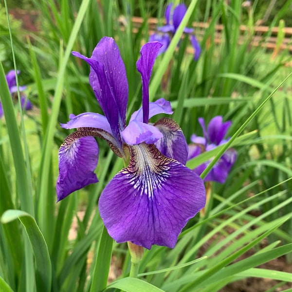 Wild Iris - Etsy