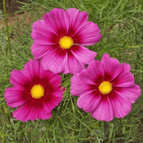 50 Double Dutch Rose Cosmos Flower Seeds - Etsy