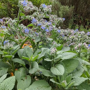100 Borage Flower Seeds - Etsy